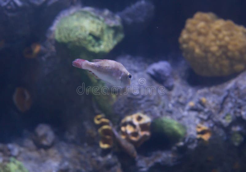 Peixes roxos imagem de stock. Imagem de vida, marinho - 13552109