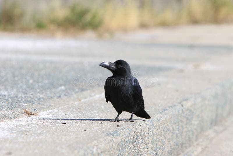 Crow Perched on the Sidewalk Watching the Movement. Stock Image - Image ...
