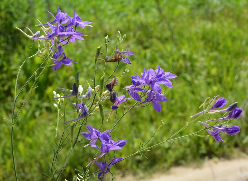 Consolida Regalis Blooms in the Field Stock Photo - Image of meadow ...