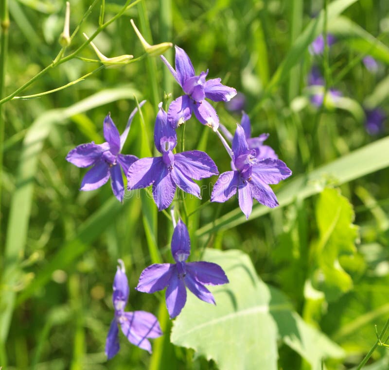 Consolida Regalis Blooms in the Field Stock Image - Image of blooming ...