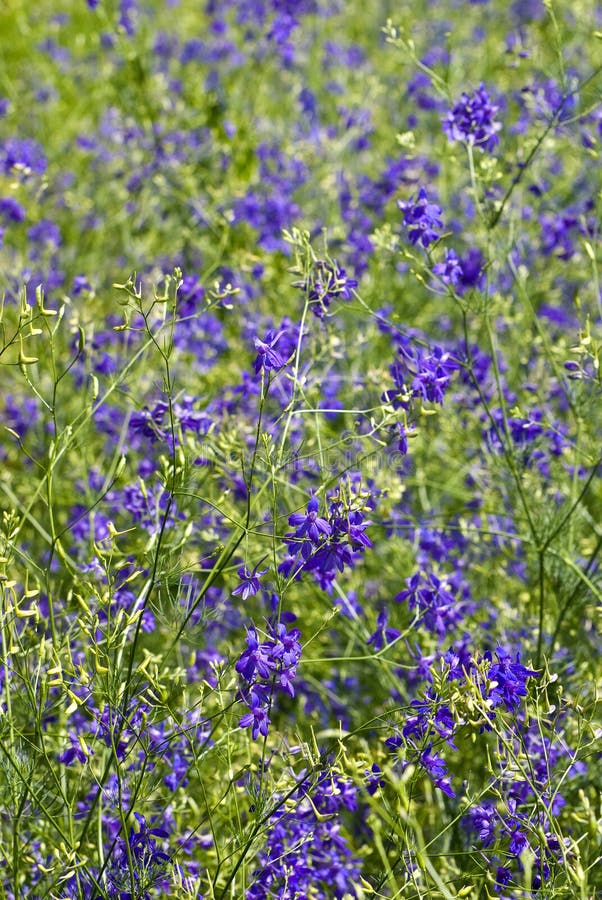 Consolida Regalis. Beautiful Bouquet of Lilac Flowers of Larkspur on ...