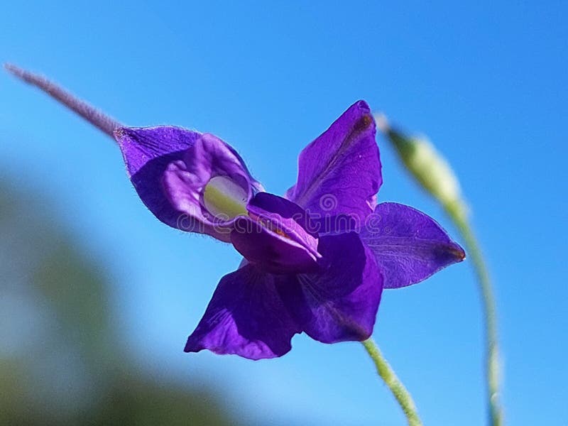 Consolida Regalis. Beautiful Bouquet of Lilac Flowers of Larkspur on ...