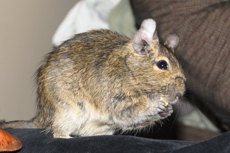 Consommation De Degu De Rongeur Image stock - Image du brun, intérieur ...