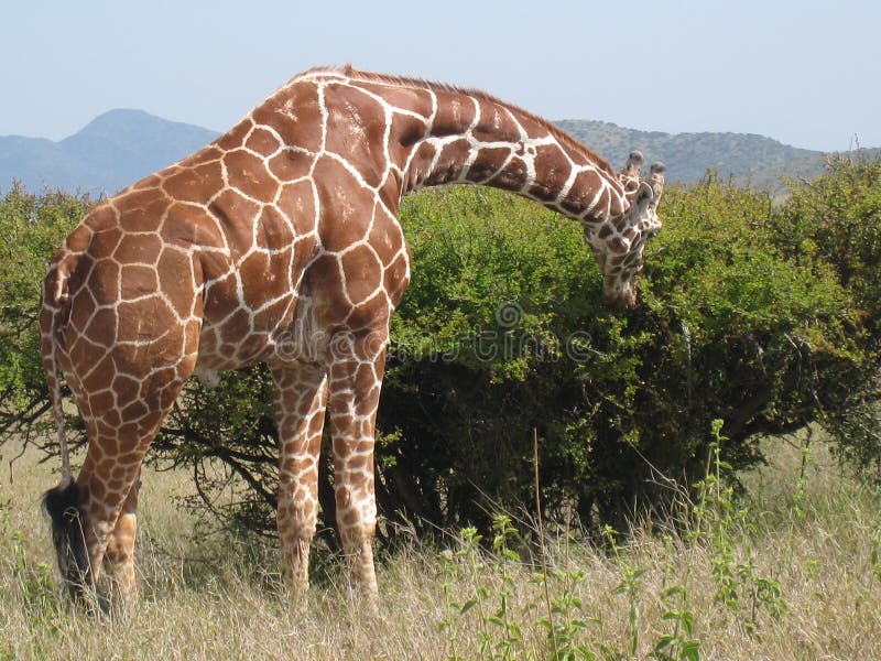 Consommation de giraffe. image stock. Image du grignotement - 4425145