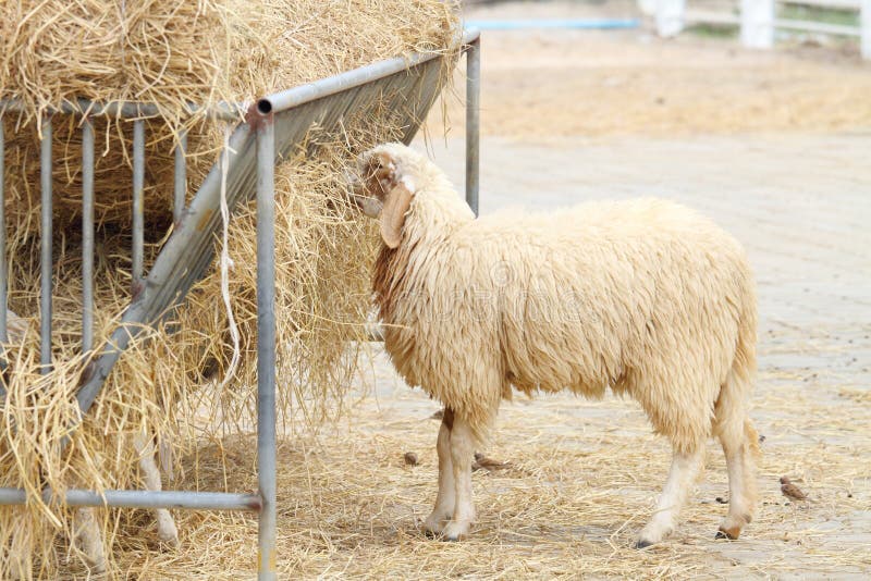 Un petit mouton photo stock. Image du mammifère, jeune - 53924314