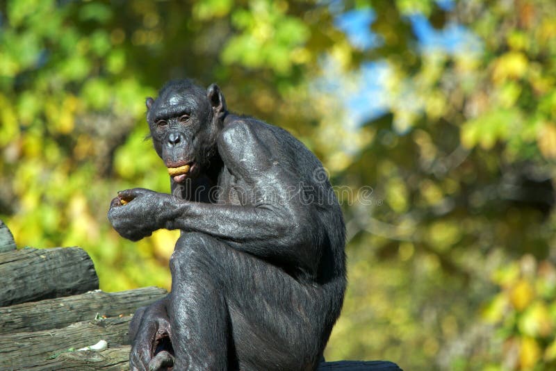 Bonobo photo stock. Image du adulte, chimpanz, femelle - 51800718