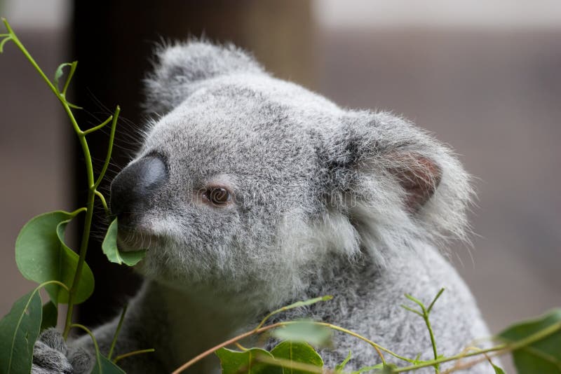 Le Koala Mange Des Feuilles D'eucalyptus Image stock - Image du faune ...