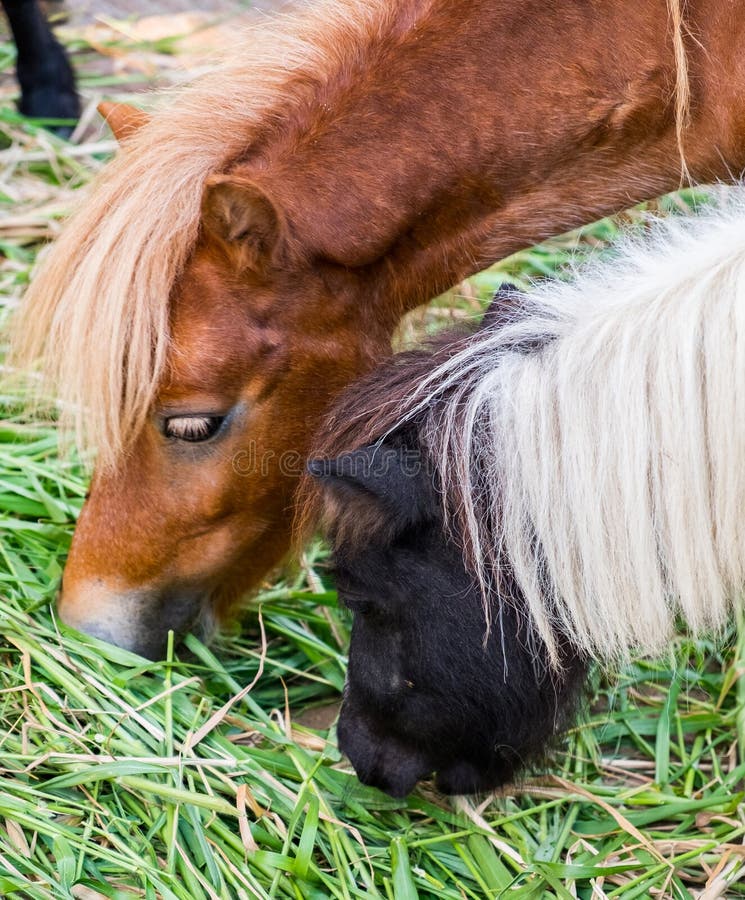 Pleine Image De Corps De Cheval Mignon De Nain Brun Dans Une Ferme ...