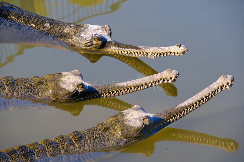 Long Nosed Crocodile Stock Photos - Free & Royalty-Free Stock Photos ...