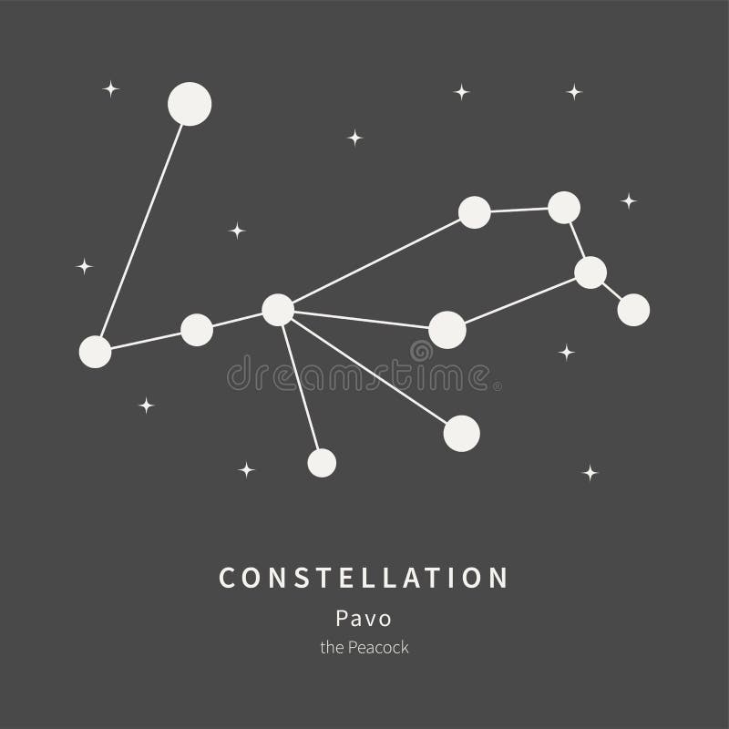 Pavo Stock Illustrations – 129 Pavo Stock Illustrations, Vectors ...