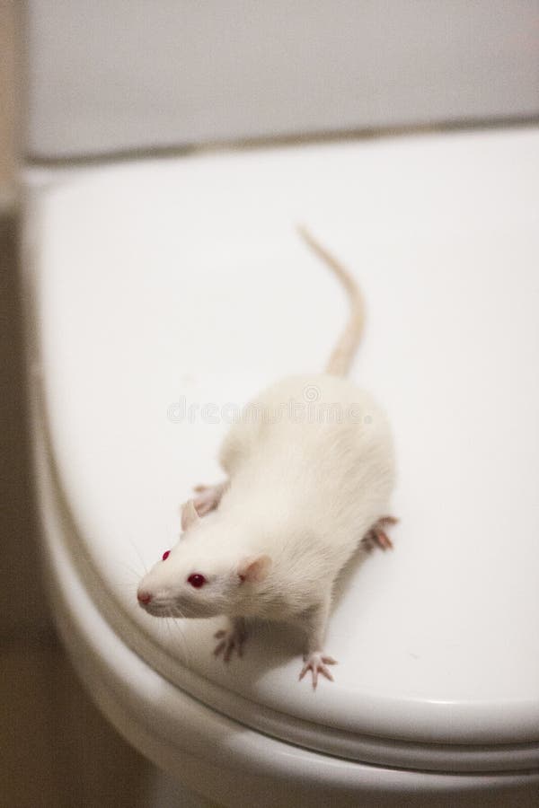 Constipation Concept. Mouse White on Stock Photo - Image of smart ...