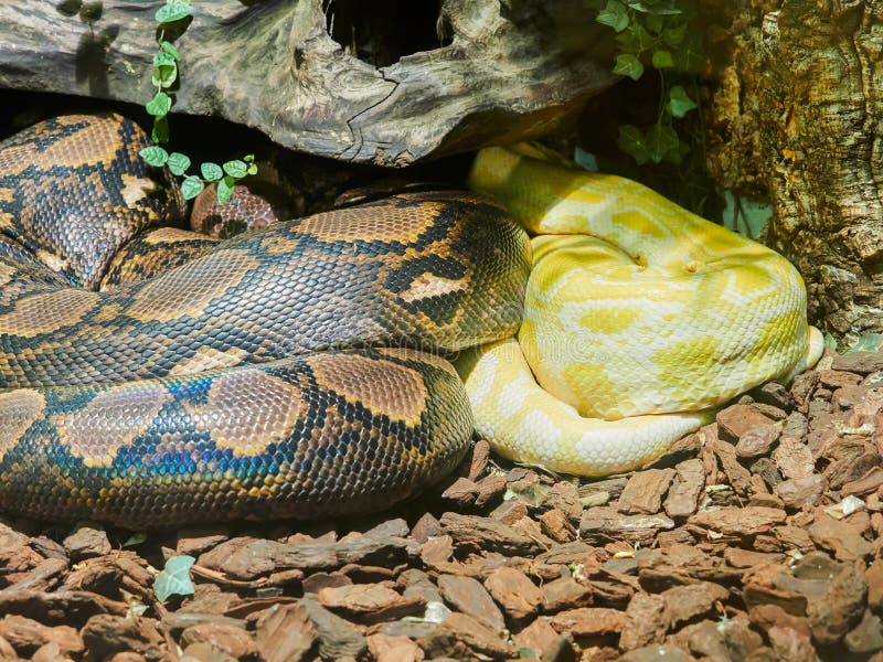 Constrictor snakes at zoo stock image. Image of detail - 100706139