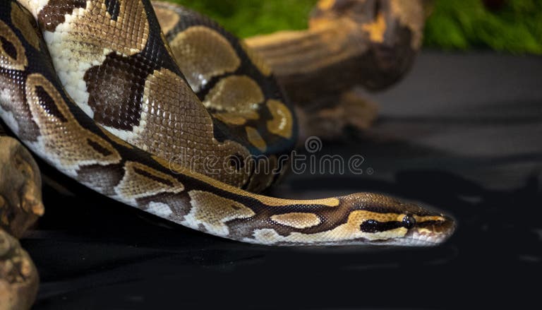 Huge Poop Pants Stock Photos - Free & Royalty-Free Stock Photos from ...