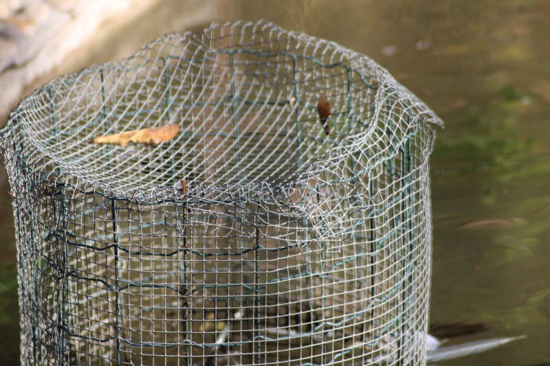 A Wire Mesh Structure Placed in a Calm Pond for Wildlife Preservation ...