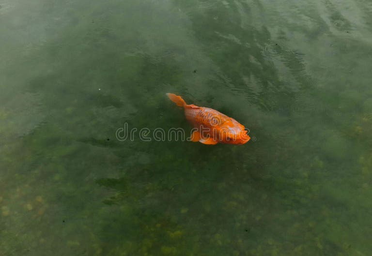 Construction of Artificial Islands with a Gradual Entry into Stock ...