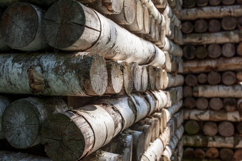 Birch logs stock photo. Image of brown, texture, wood - 178239358
