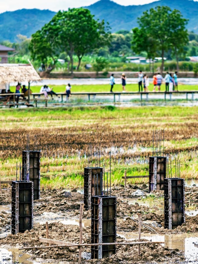 Construction of Concrete Pillars in Paddy Field. Formwork with ...