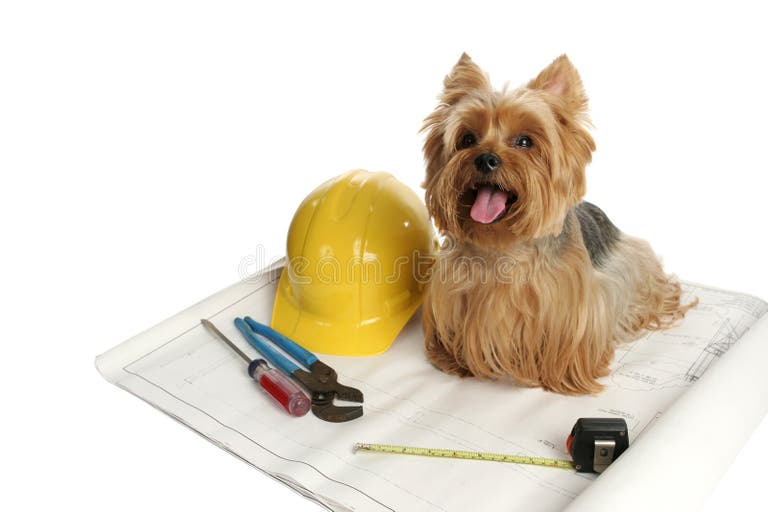 Construction Dog stock photo. Image of building, foreman - 1098562