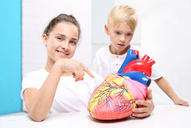 Construction of the heart. stock photo. Image of teaching - 75186168