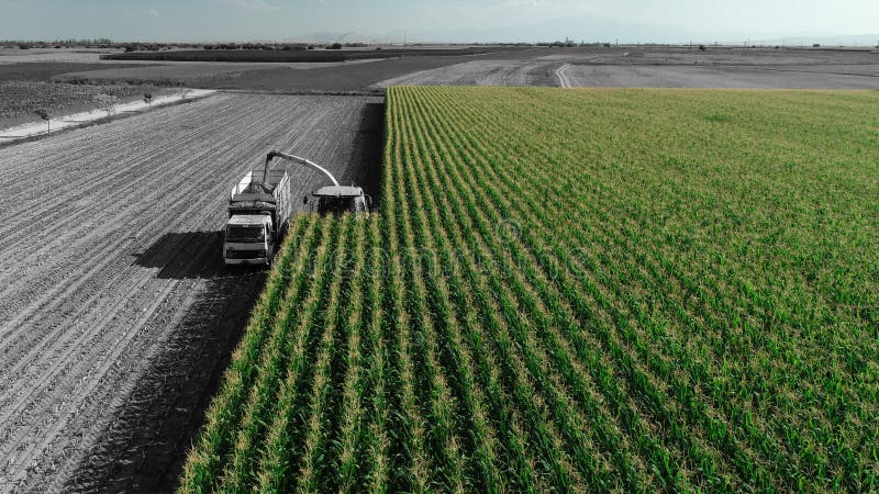 Construction Machinery, Truck and Corn Harvesting Stock Image - Image ...