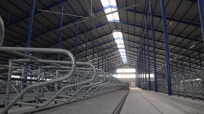 Newly Built Modern Cow Farm. Racks for Cows in a Cowshed. Construction ...
