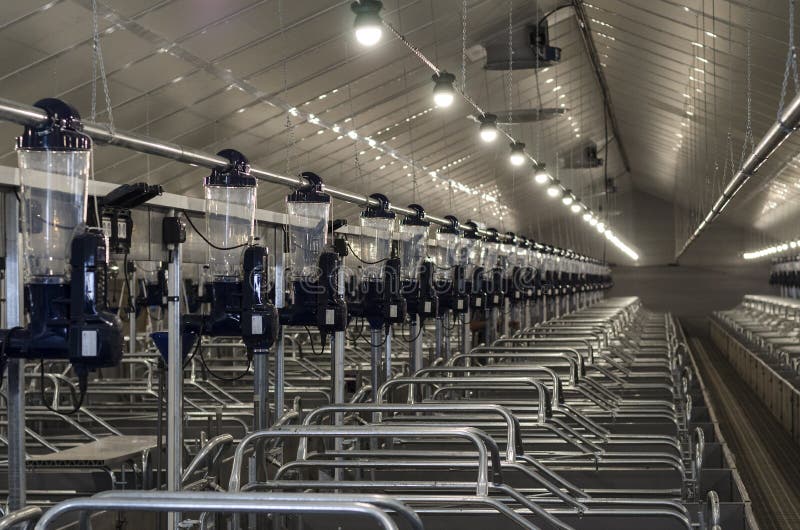 Construction of a Pig Farm. Food Production Stock Photo - Image of ...