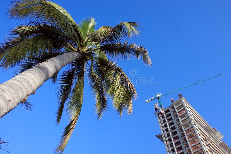 10,359 Palm Tree Building Construction Stock Photos - Free & Royalty ...