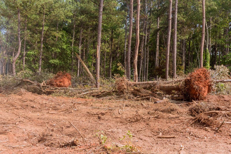 A Construction Site with Trees Uprooted Roots, and a Landscape that Was ...
