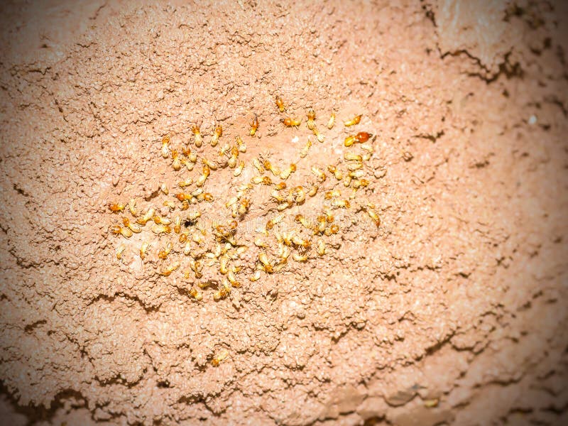 Construction termite nests stock photo. Image of tropical - 57580088