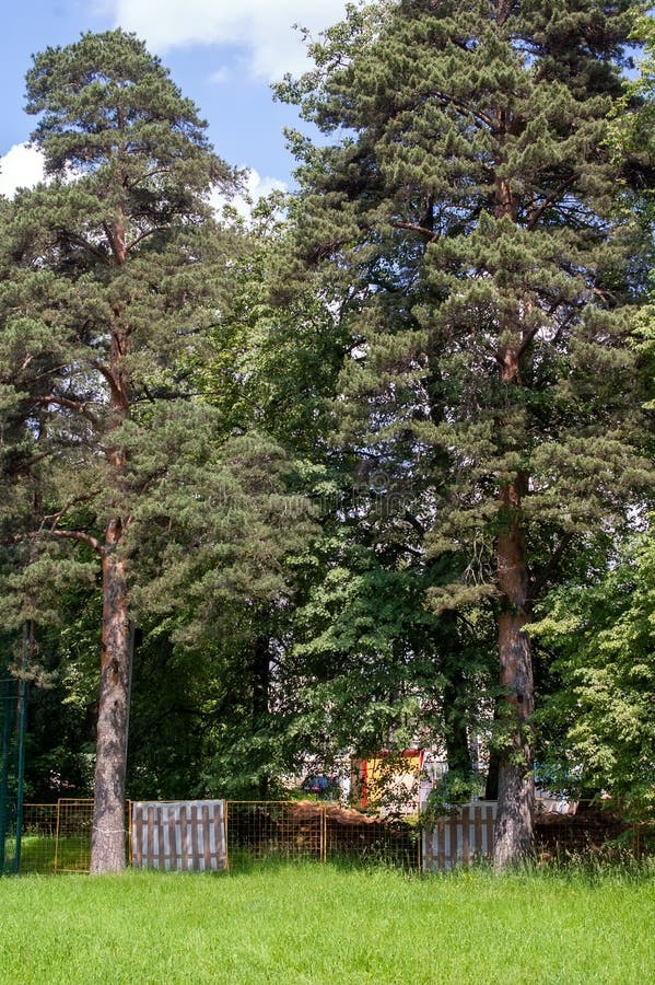 Construction Trench between the Trees in the Park Stock Photo - Image ...