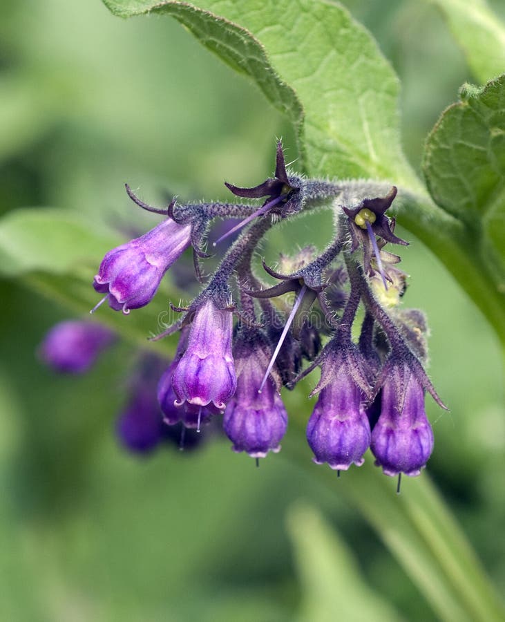 Consuelda; Común; Medicinal, Raíces Imagen de archivo - Imagen de ...