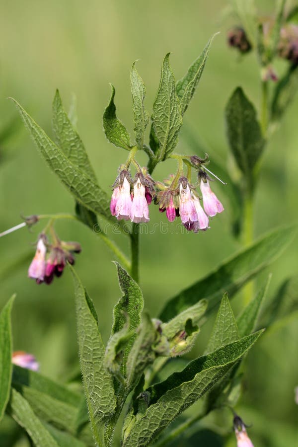 Consuelda, hojas y flores imagen de archivo. Imagen de hojas - 72734547