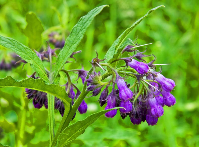 Consuelda O Larkspu - Planta Medicinal Foto de archivo - Imagen de ...