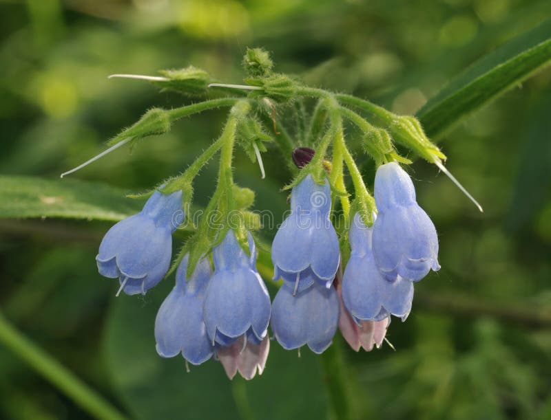Consuelda rusa foto de archivo. Imagen de salvaje, verano - 31742018