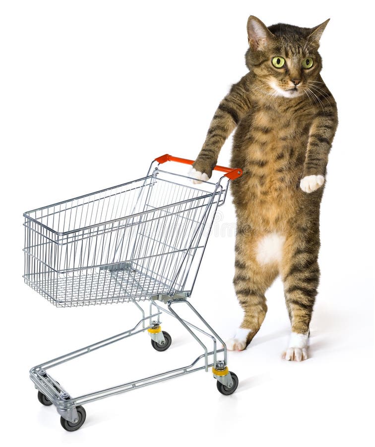 Cat with Shopping Cart Isolated on White Stock Image - Image of ...