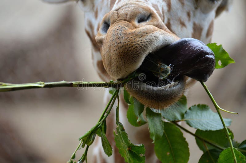 La Boca De La Jirafa Con Una Lengua Larga Imagen de archivo - Imagen de ...