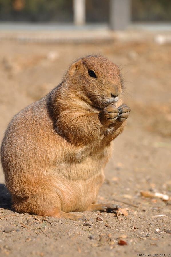 Consumición de la masopa imagen de archivo. Imagen de roedor - 33796917