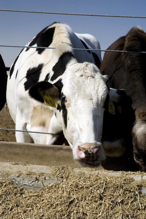 Vacas Que Comen La Hierba En Una Granja, Zumaia Foto de archivo ...
