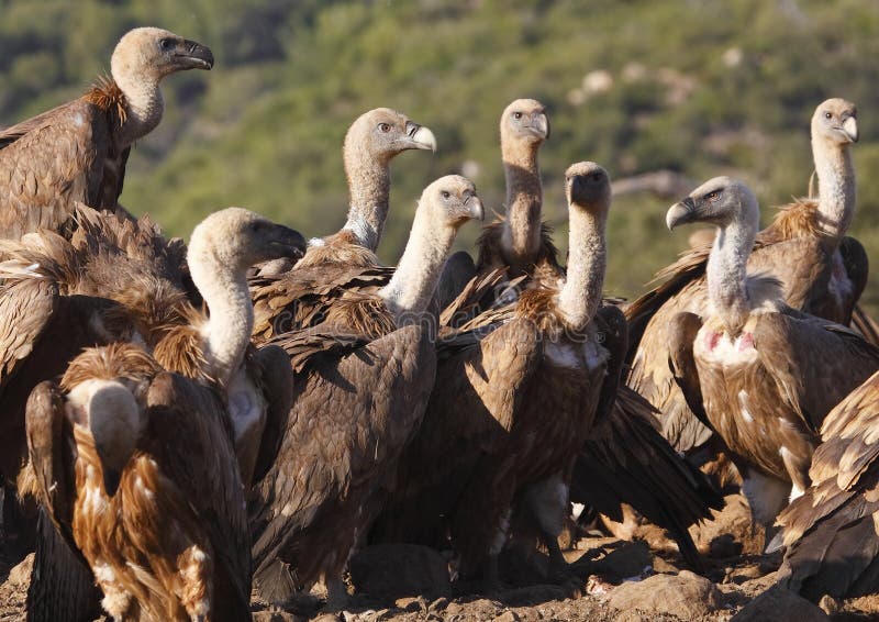 Buitres Fotos De Stock - Descarga 4,827 Fotos Libres de Derechos