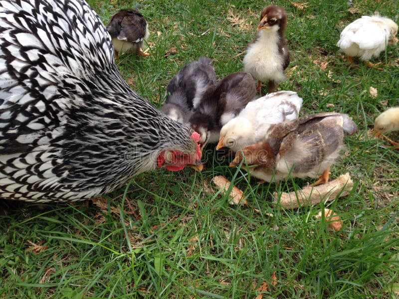 Pollos mojados imagen de archivo. Imagen de mojado, standing - 49280435