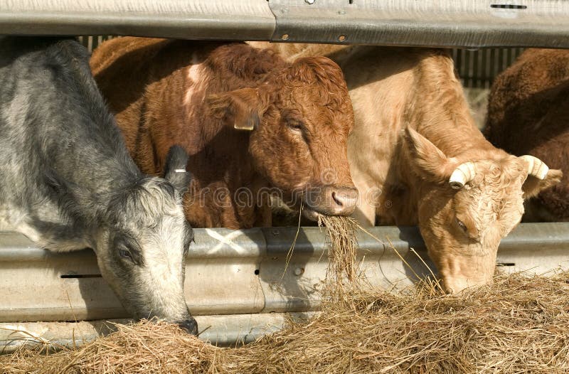 Tres Vacas Detrás De Una Cerca Del Alambre De Púas. Foto de archivo ...