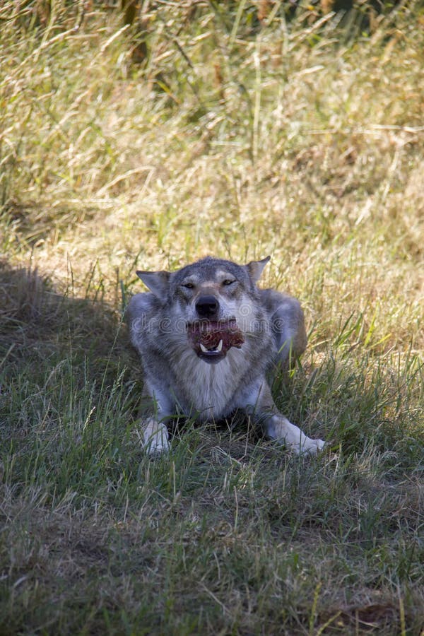 Comiendo El Lobo (lupus De Canis) Foto de archivo - Imagen de paquete ...