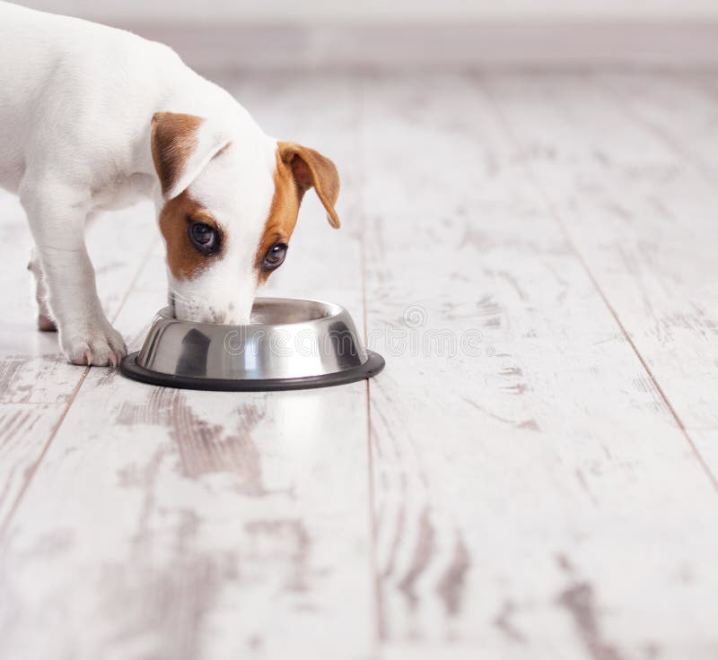 El Perro Come La Comida Del Cuenco Foto de archivo - Imagen de lindo ...