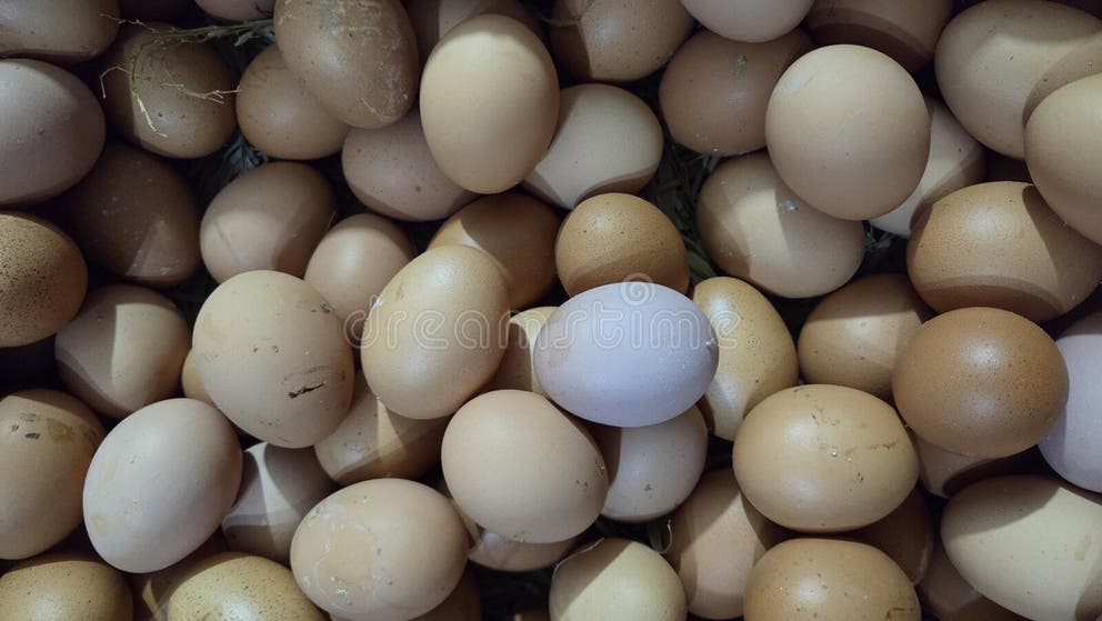 Consumption of Chicken Eggs Stock Image - Image of consumption, eggs ...