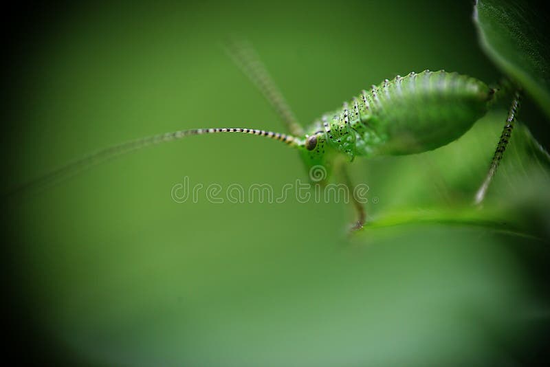 Contact Vert D'antenne D'insecte Photo stock - Image du flou, pieds ...