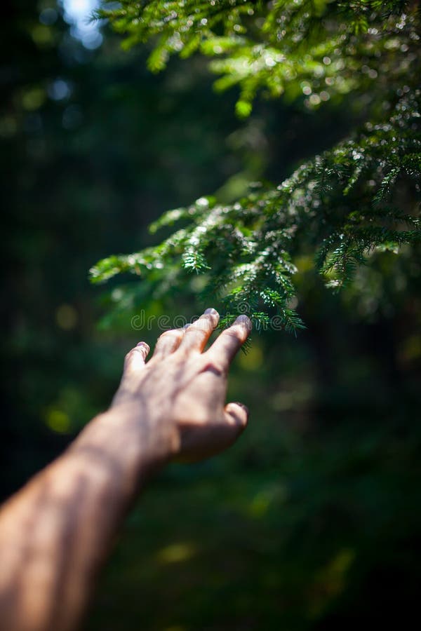 Un Contact De Nature Fait Les Parents Entiers Du Monde Photo stock ...