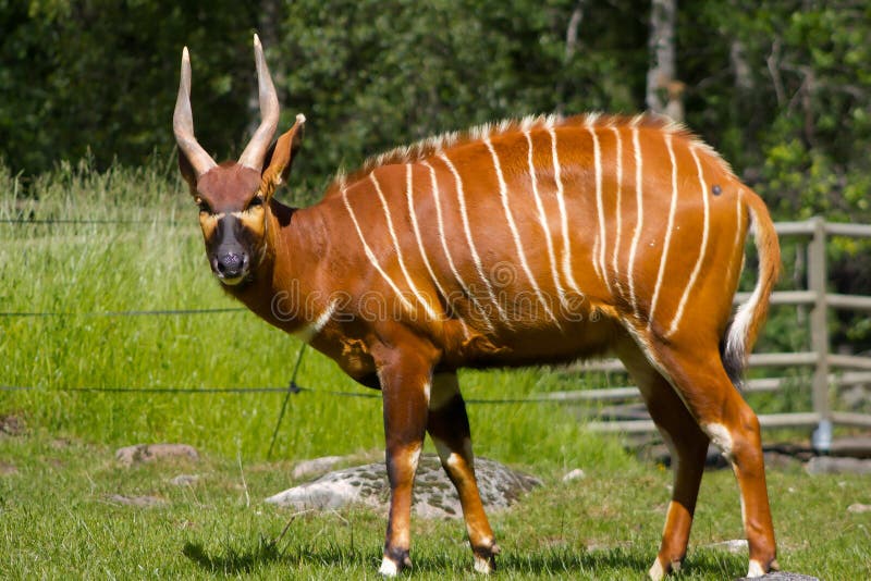 Contacto Visual Del Antilope Foto de archivo - Imagen de protegido ...