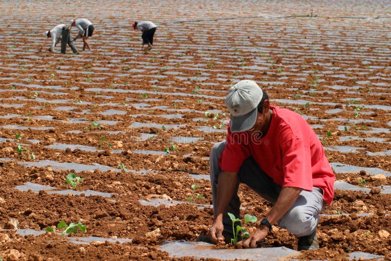 Contadini Che Lavorano Alla Sua Azienda Agricola Immagine Editoriale ...