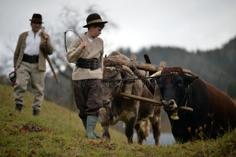Contadini Che Guidano I Suoi Buoi Fotografia Stock Editoriale ...