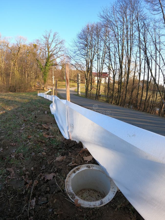 Toads crossing march 2025 stock photo. Image of nature - 371572308